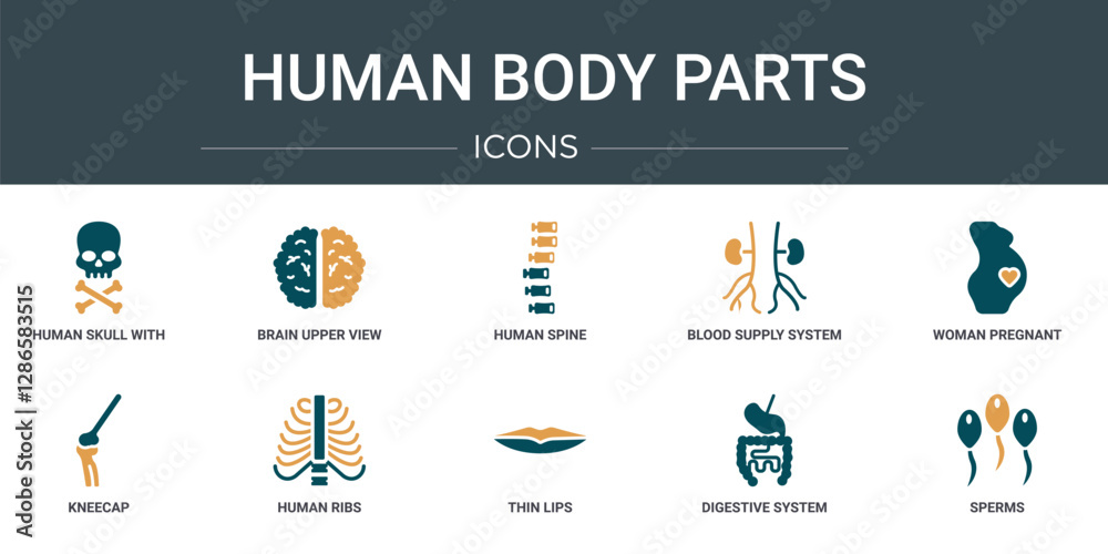 set of 10 outline web human body parts icons such as human skull with ...