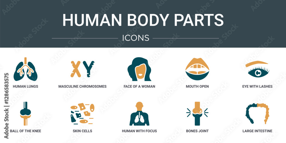 set of 10 outline web human body parts icons such as human lungs ...