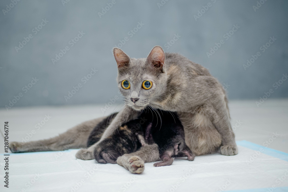 Asian grey female cat with three kittens. The female cat is nursing her ...