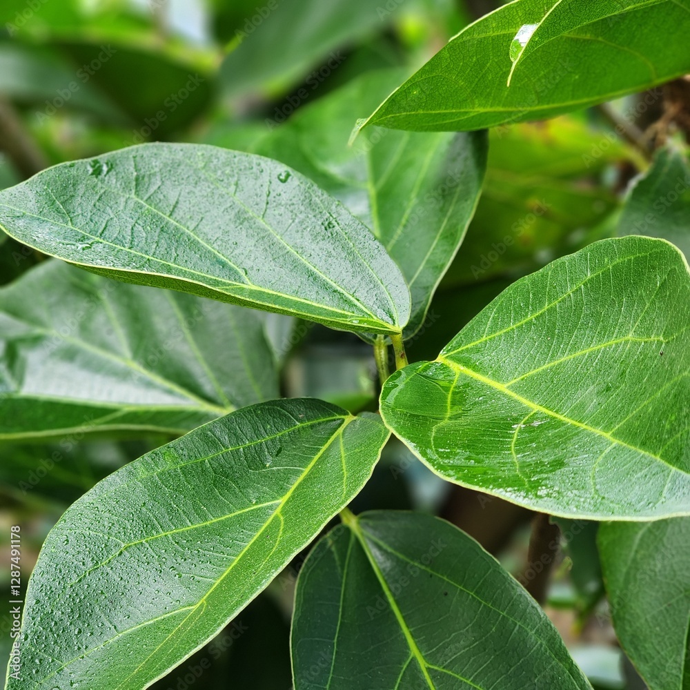 Cyclea barbata is a species of flowering plants that was commonly used ...