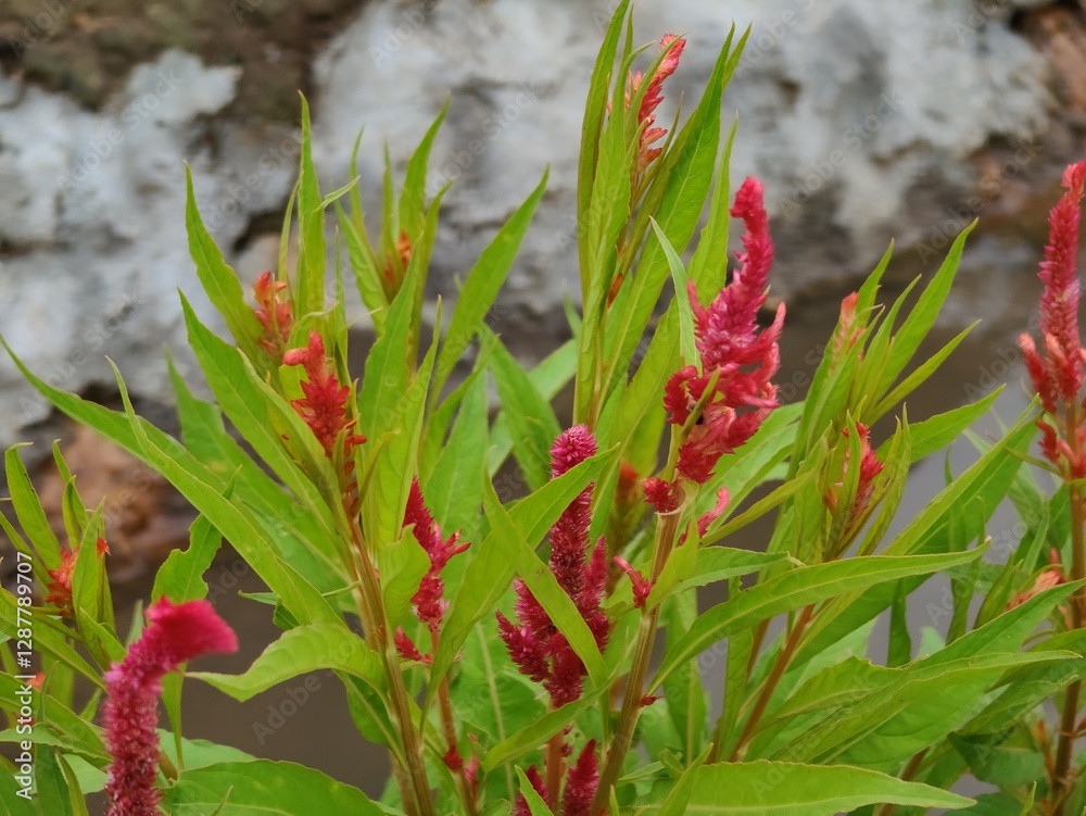 The cockscomb plant is used to treat nosebleeds, coughing up blood ...