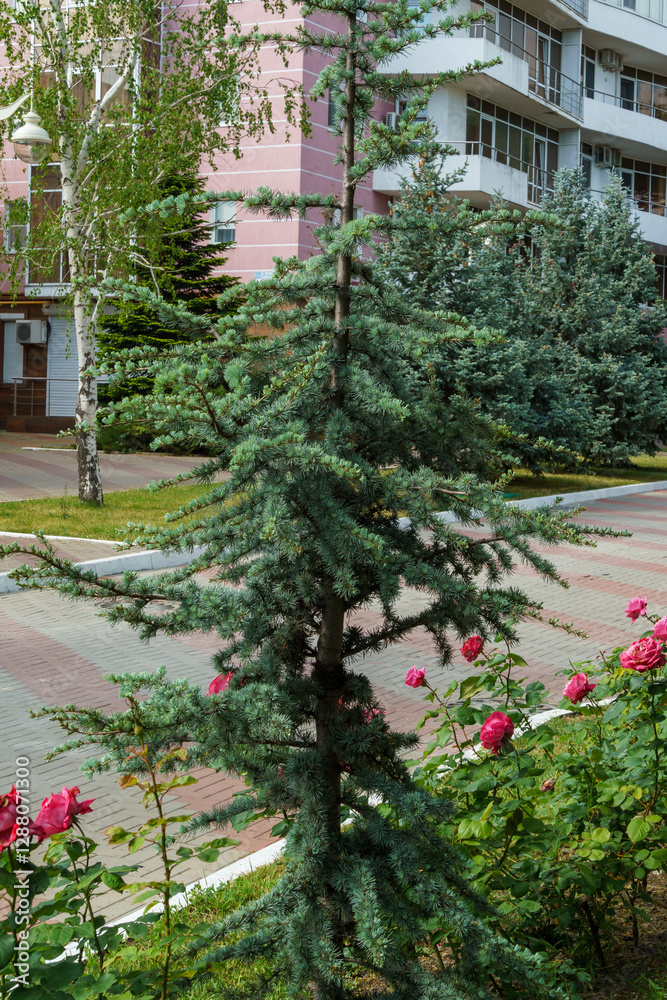 Young Cedrus Atlantica Glauca tree, also known as Blue Atlas Ceda on ...