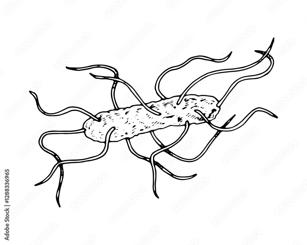 Vector illustration of a peritrichous bacterium in black and white with ...