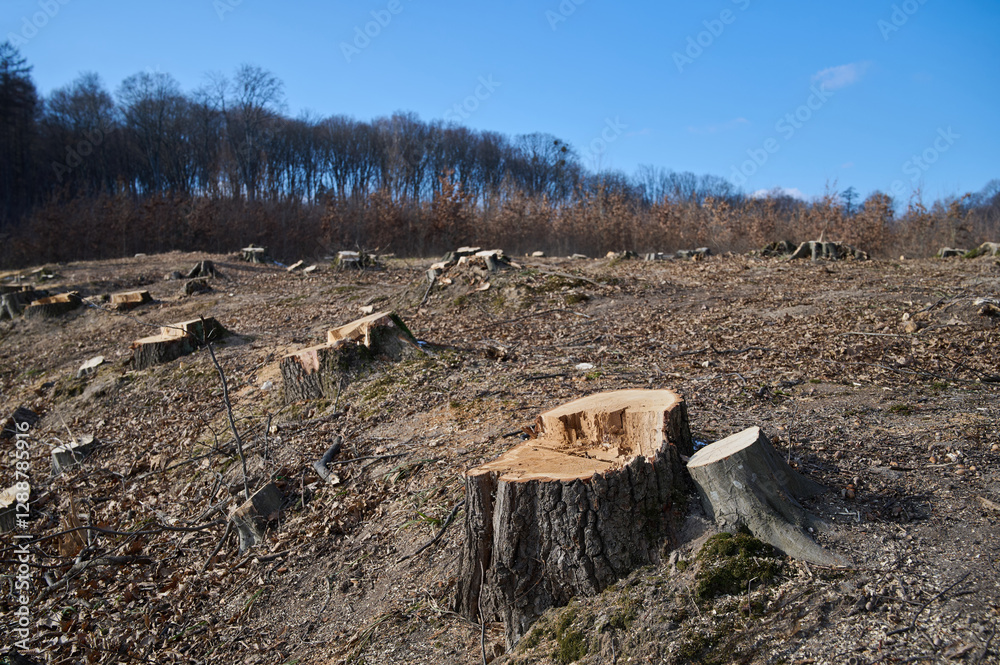 Clear-cut land with tree stumps reveals environmental impact of ...