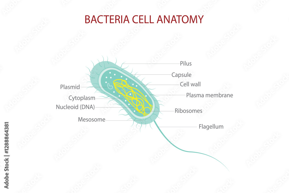 Bacteria Cell Anatomy Diagram with Labeled Parts Including Nucleoid ...