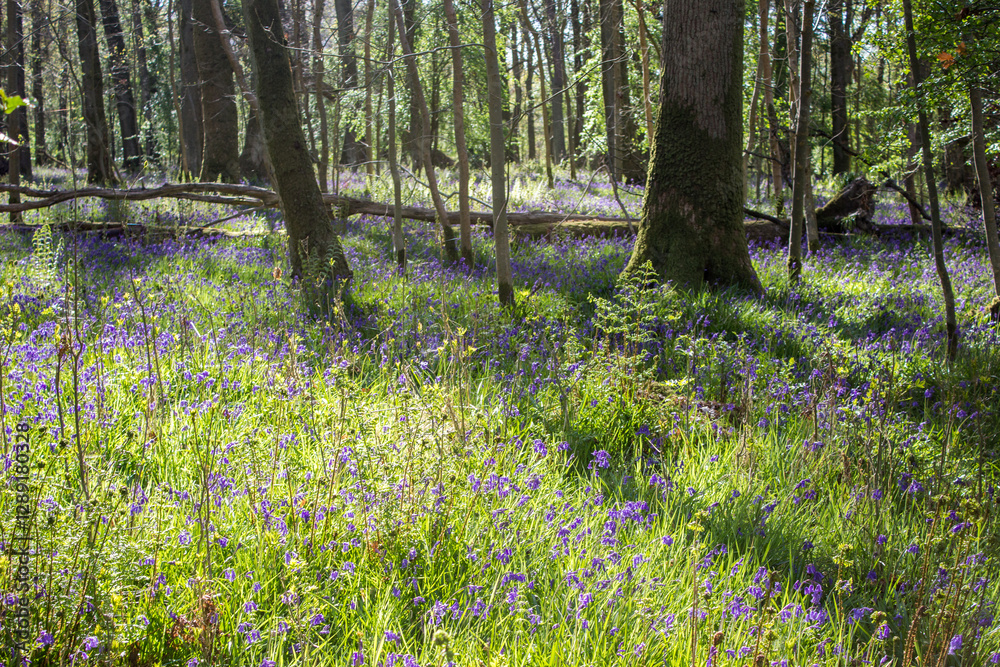 Early morning dappled shade and sunlight in a bluebell wood with ...