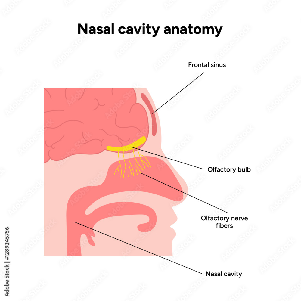 Nasal cavity anatomy. Nose nasal anatomy. Inflammation Nasal Cavity ...