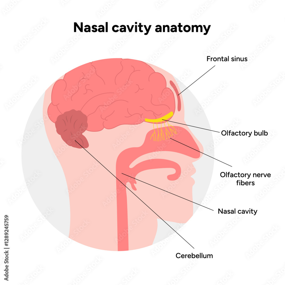 Nasal cavity anatomy. Nose nasal anatomy. Inflammation Nasal Cavity. Medical diagram infographic ...