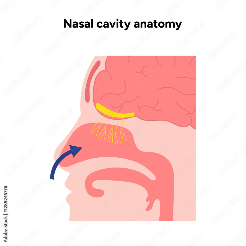Nasal cavity anatomy. Nose nasal anatomy. Inflammation Nasal Cavity ...
