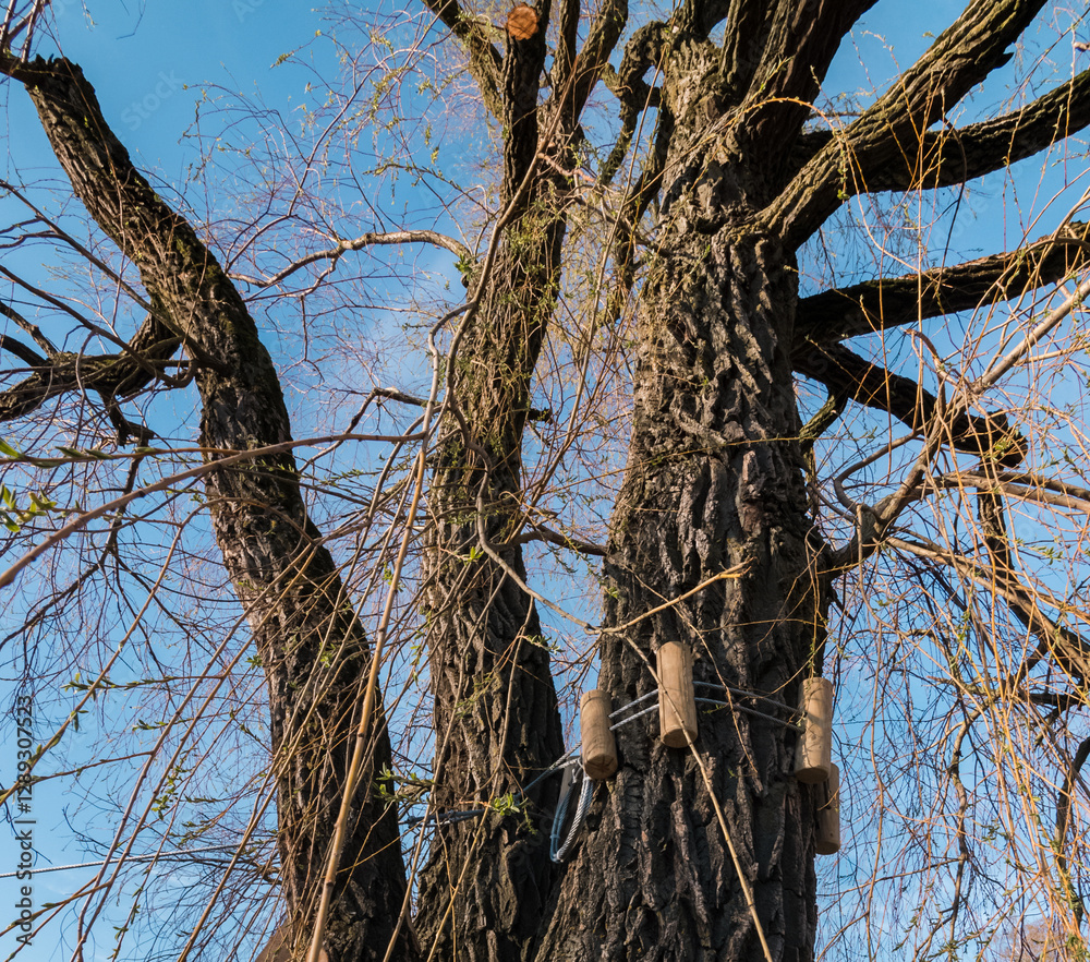 Climbing area near an old fat willow and anchorage to the trunk; access ...