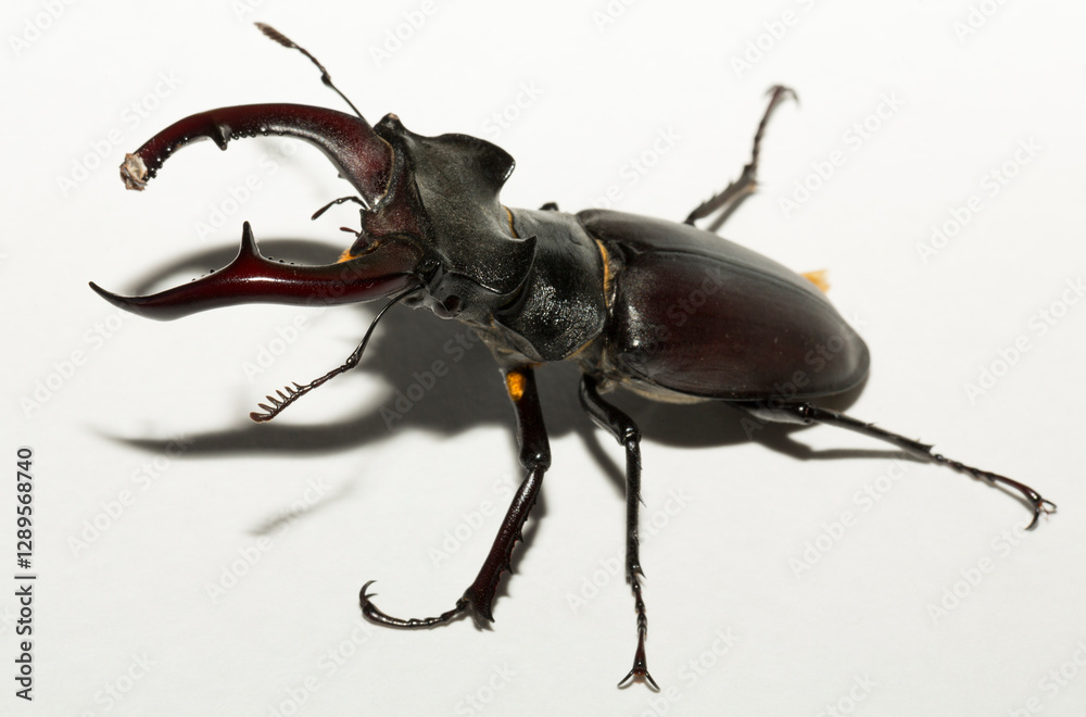 Lucanus cervus is the best-known species of stag beetle (family ...