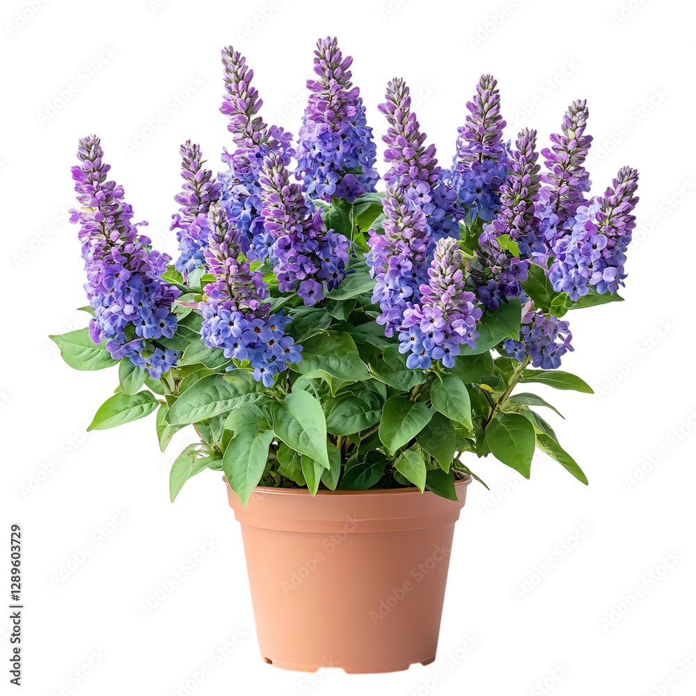 A Vibrant Potted Butterfly Bush Plant with Purple Flowers Isolated on ...