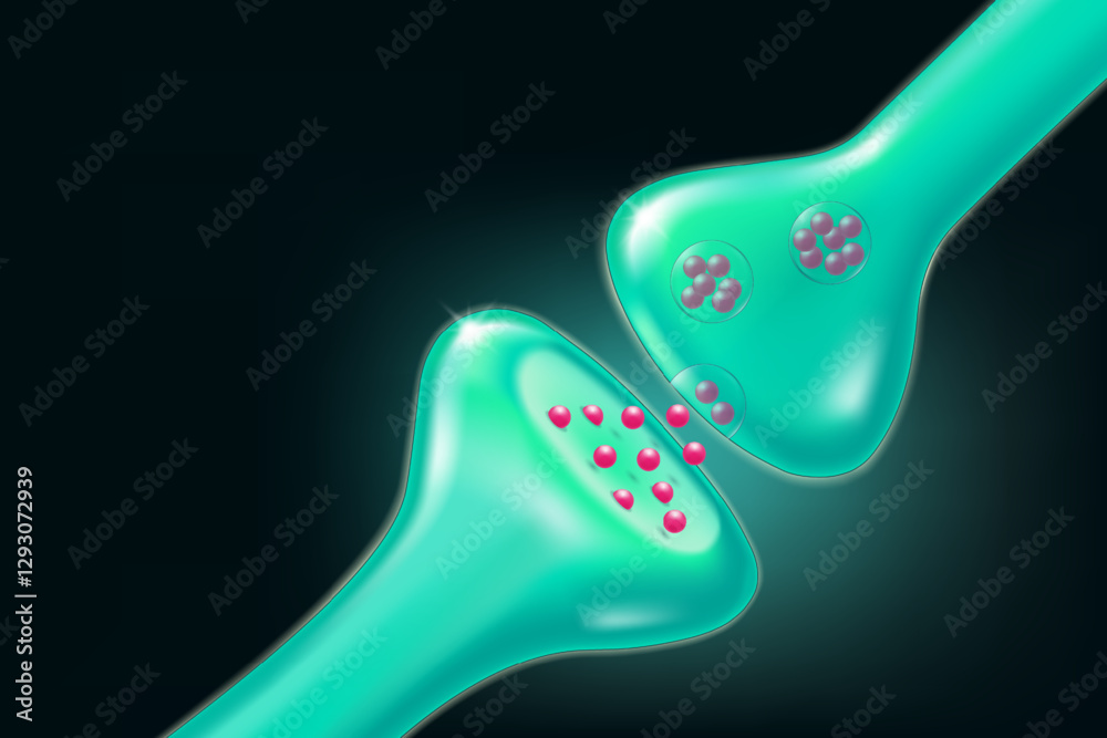 Vector de Stock Chemical synapse vector. Neuron communication. Synaptic ...