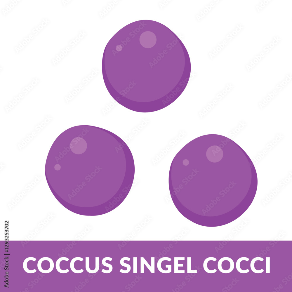 Coccus morphology Cocci Shape Illustration Stock Vector | Adobe Stock