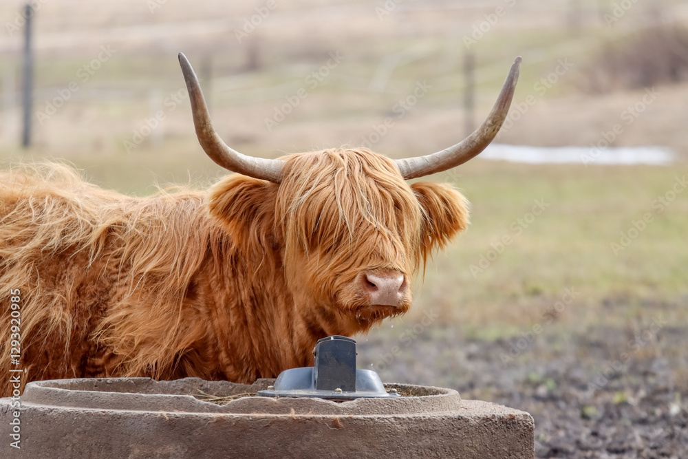 Cattle is drinking water. Longhorn highland cattle grazing in the ...