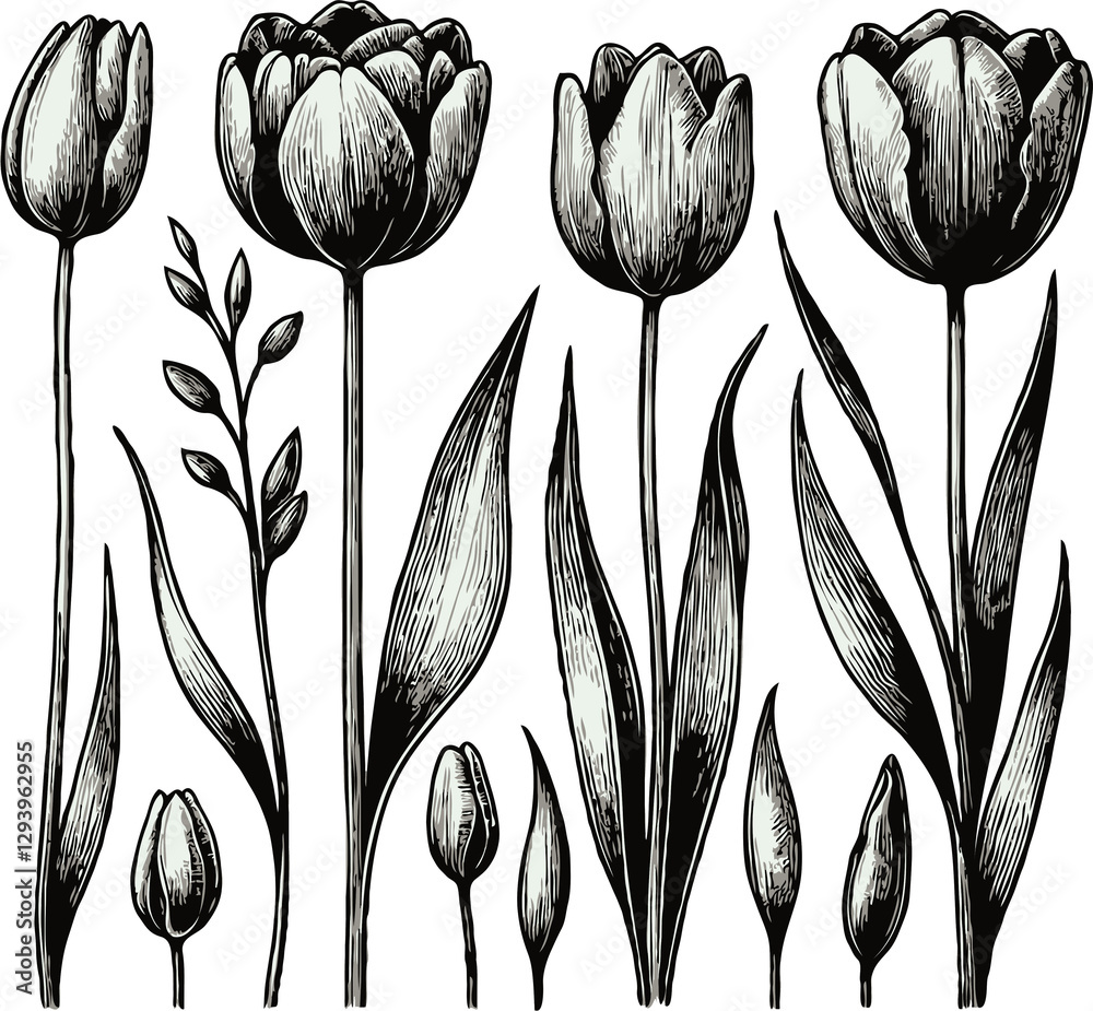 png Hand drawn tulip sketch, tulips buds flower, leaf, set of spring ...