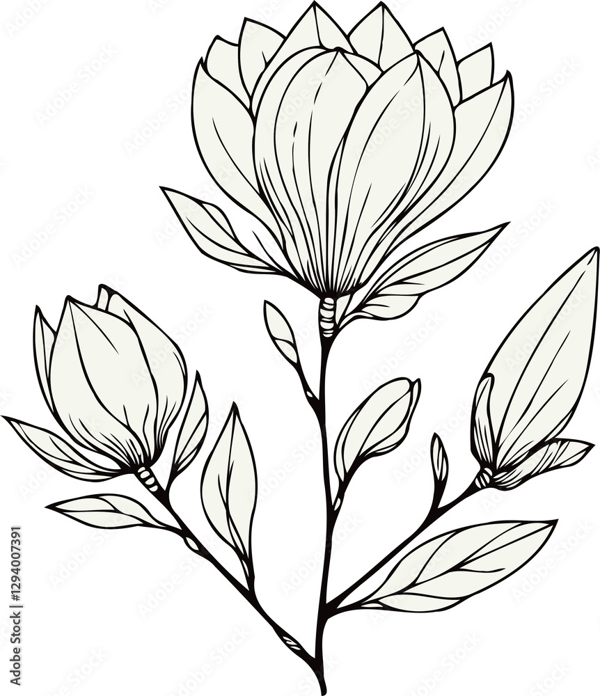 PNG Hand drawn magnolia sketch, buds flower, leaf, set of flowers ...