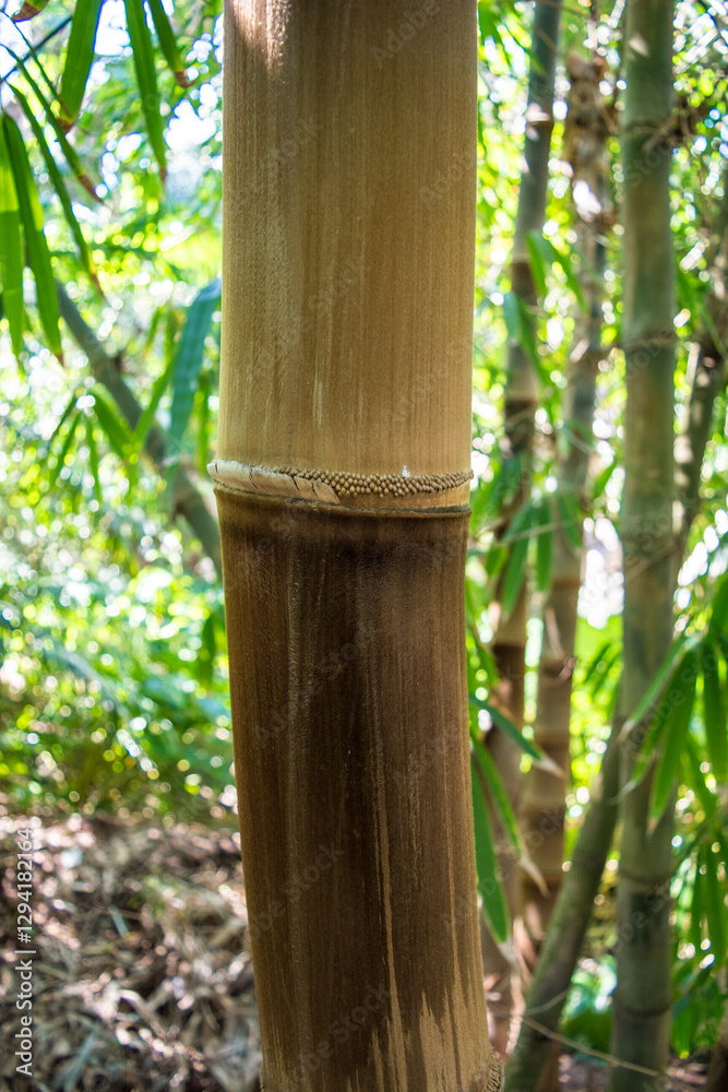 Stock-Foto „Bamboo forest, A straight bamboo pole, Yellow bamboo ...