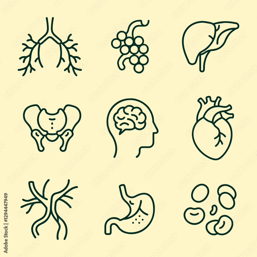 Human Anatomy Internal Organs Line Art Icon Set, Healthcare And ...
