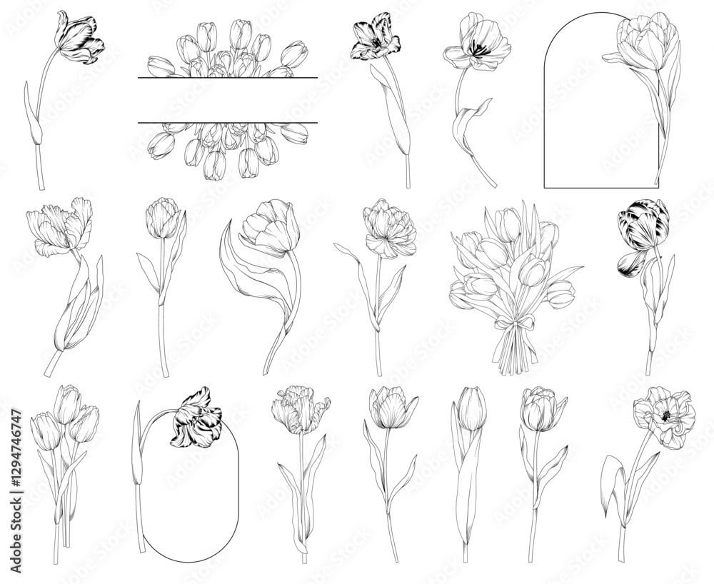 Collection of spring tulip flowers, bouquets and frames, botanical line ...