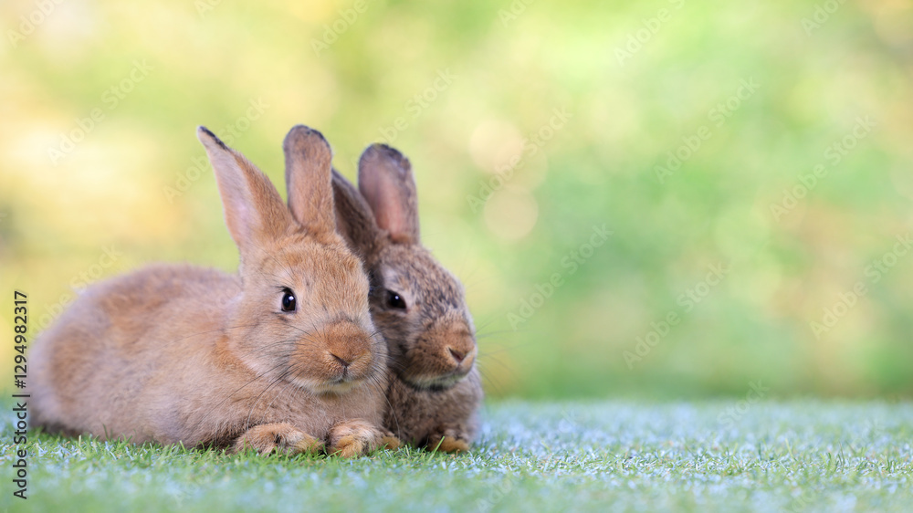 Healthy lovely baby bunny easter brown rabbit on green garden nature ...
