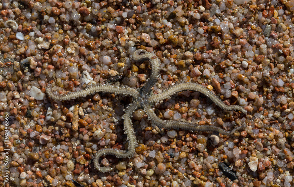 Ophiocoma scolopendrina in its natural habitat. African fauna of the ...