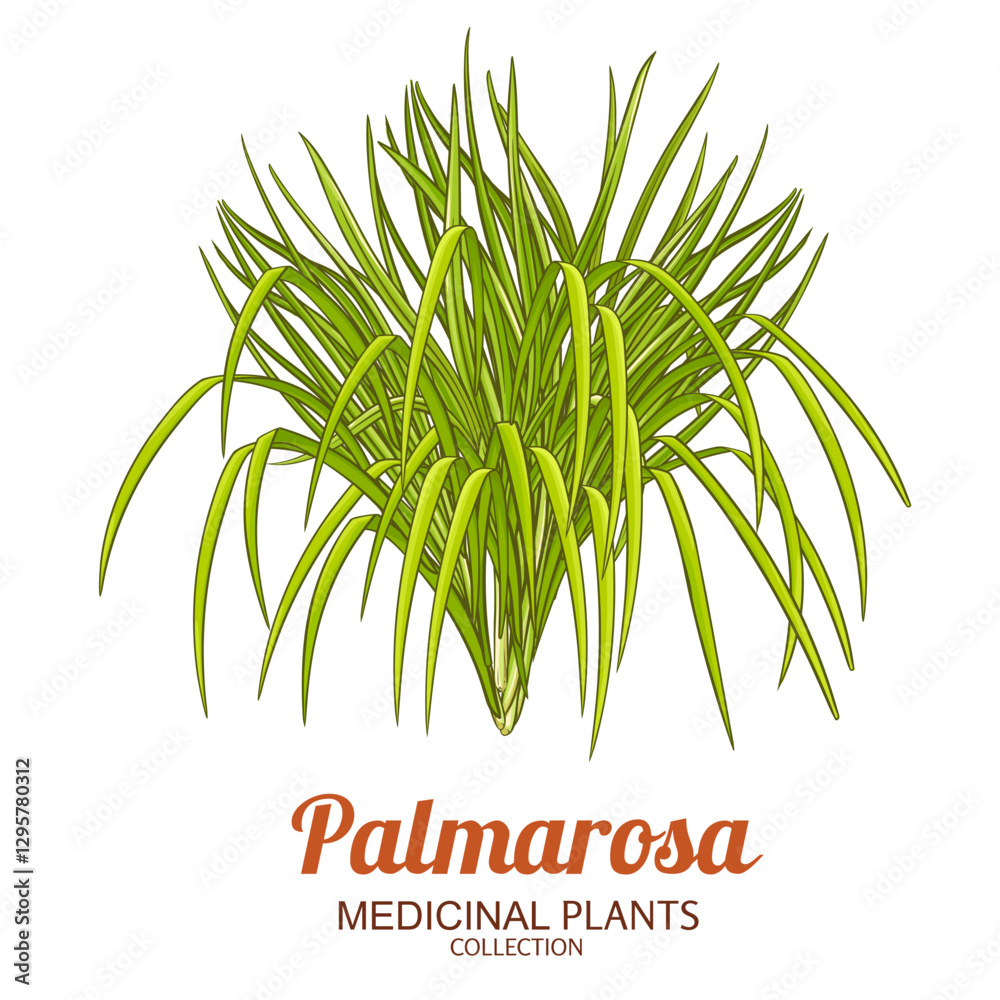 Palmarosa Plant Colored Detailed Illustration. Essential oil ingredient ...