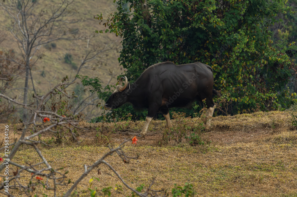 Gaur in the tropical forest.The bulls, india bison walk and eating ...