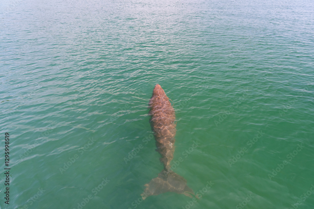 Endangered Thai Dugong swimming in tropical sea and breathe in crystal ...