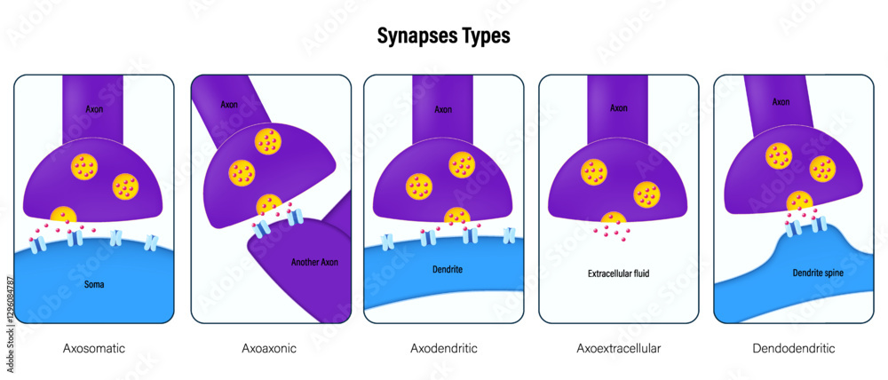 Synapses Types. Chemical synapse vector. Neuron communication. Synaptic ...
