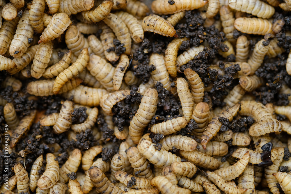 Black Soldier Fly Larvae (Hermetia illucens) or maggots are animals that are able to decompose ...