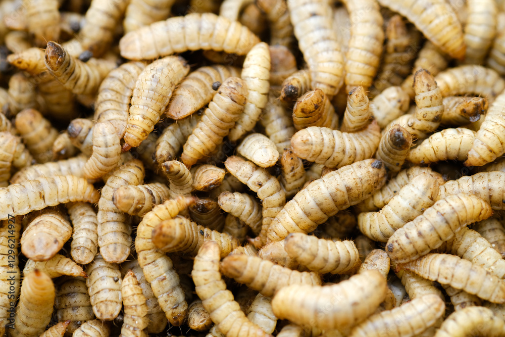 Black Soldier Fly Larvae (Hermetia illucens) or maggots are animals that are able to decompose ...