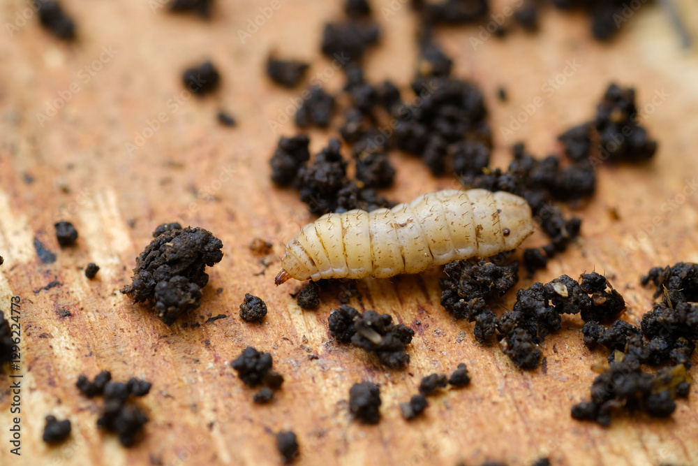 Black Soldier Fly Larvae (Hermetia illucens) or maggots are animals ...