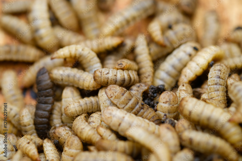 Black Soldier Fly Larvae (Hermetia illucens) or maggots are animals ...