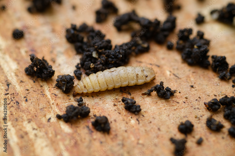 Black Soldier Fly Larvae (Hermetia illucens) or maggots are animals ...