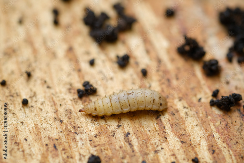 Stock-Foto „Black Soldier Fly Larvae (Hermetia illucens) or maggots are ...
