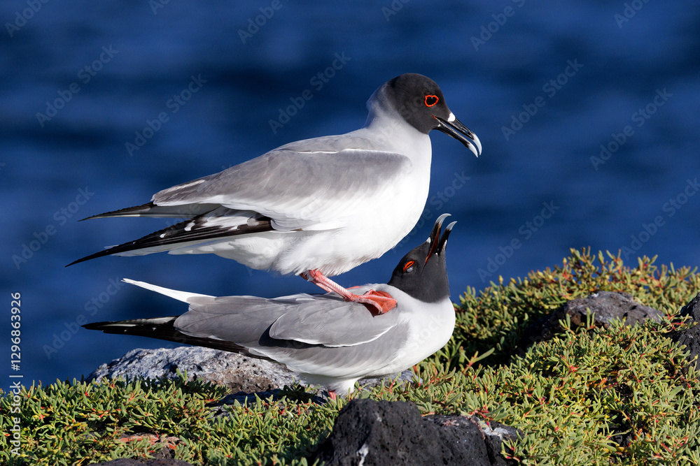 Swallow-tailed Gulls copulating on a rock overlooking the Pacific Ocean ...