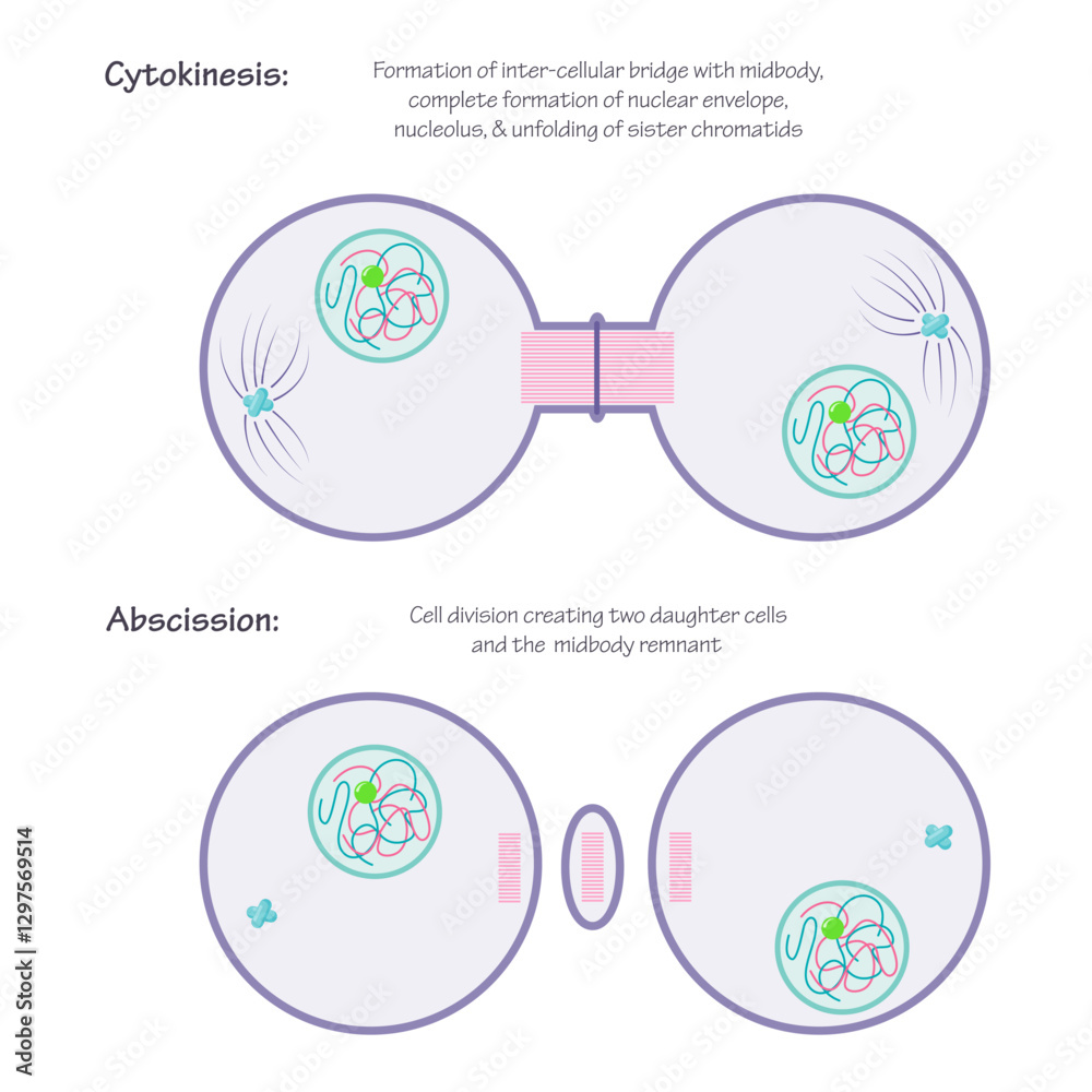 Cytokinesis and Abscission phases of mitosis Stock Vector | Adobe Stock