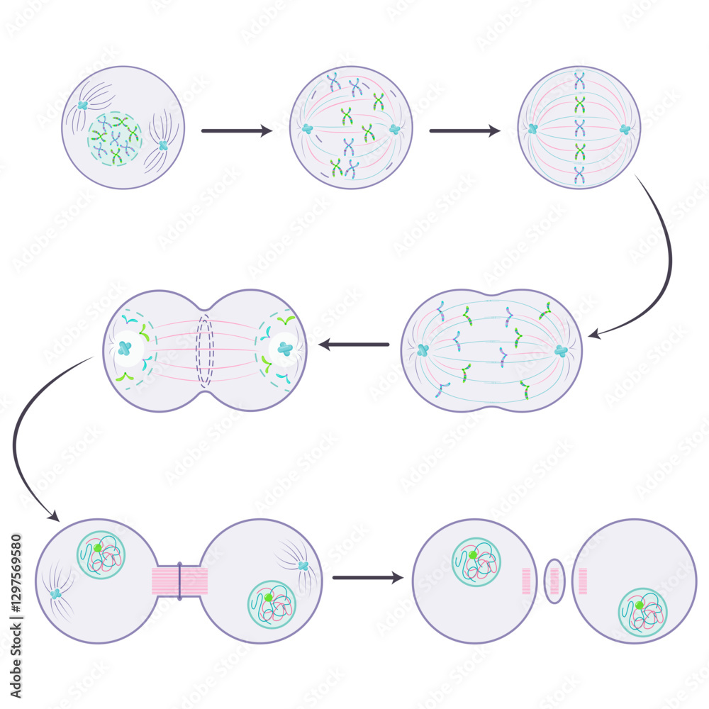 Mitosis Phases Somatic Cell Division science graphic Stock Vector ...