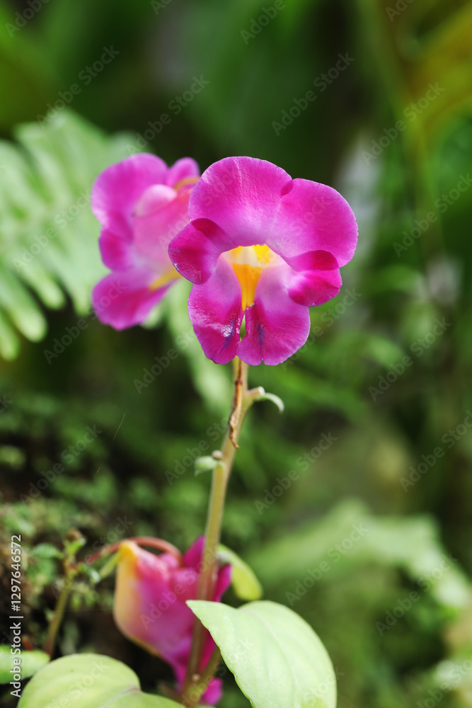 Spectacle Balsam (Impatiens putii) rare and endemic species from ...