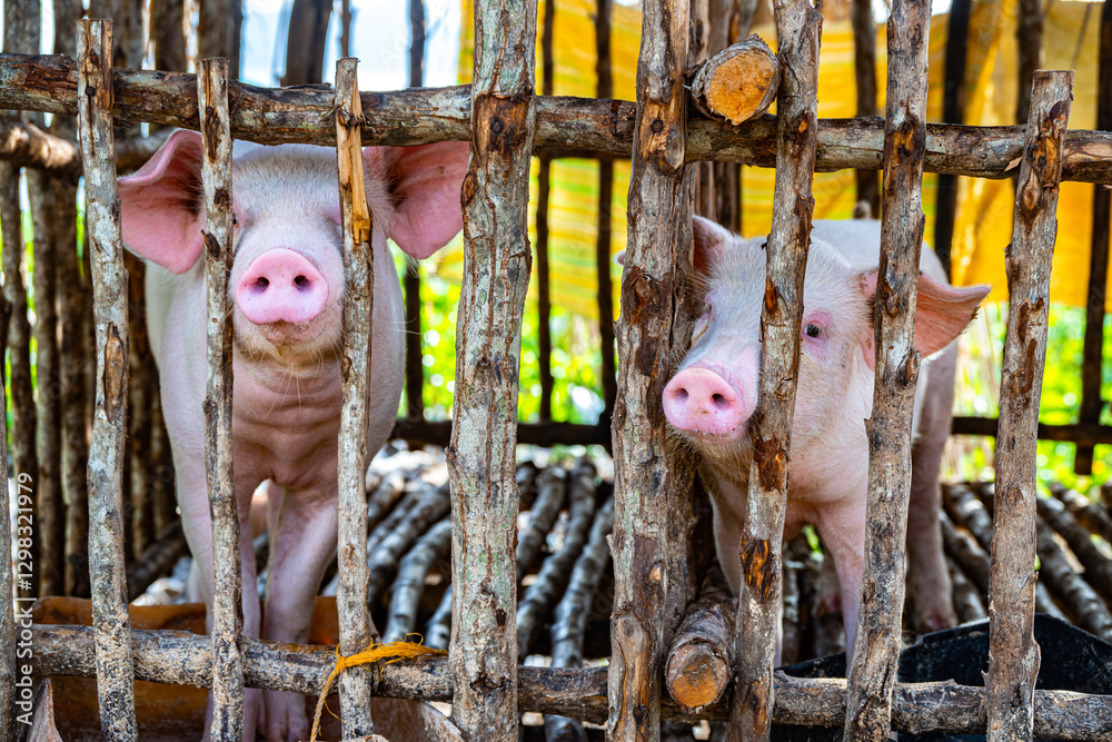 Pig farming in a Philippine village on the island of Palawan Stock ...