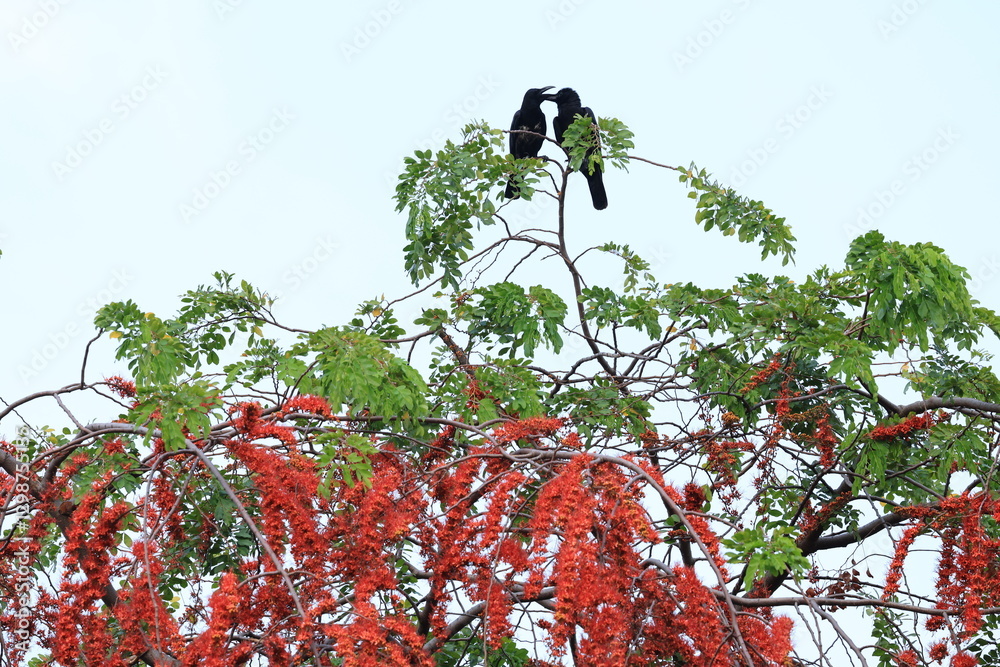 Phyllocarpus septentrionalis or monkey flower tree , impressive small ...