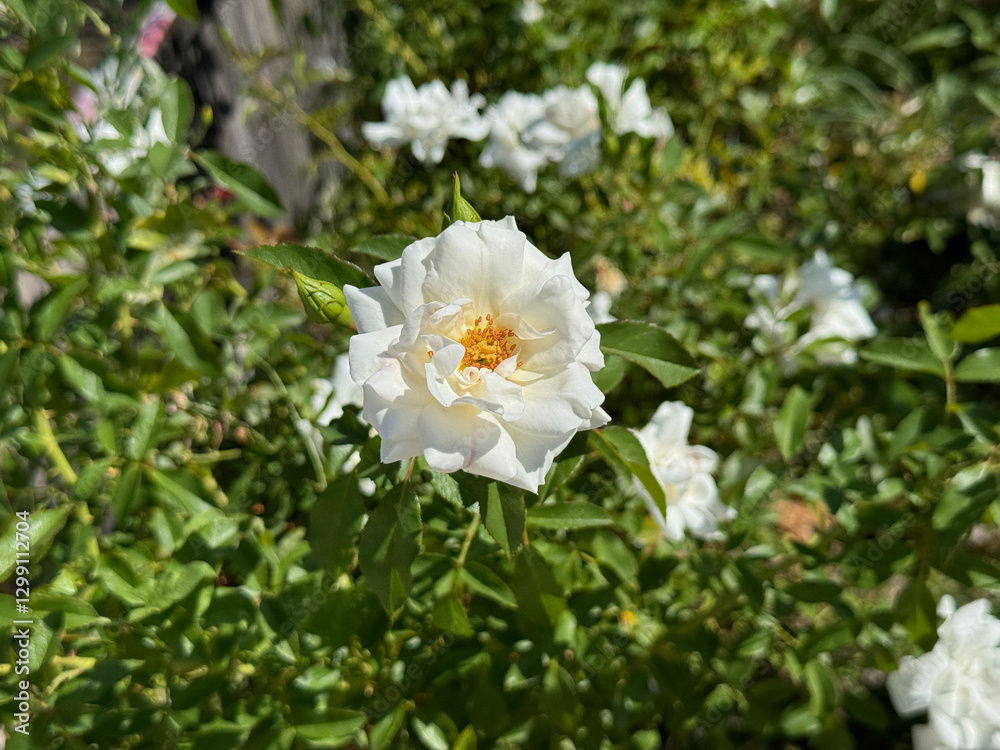 Rosa 'Climbing Iceberg' rose in the garden. Stunning white rose called Iceberg, a floribunda ...