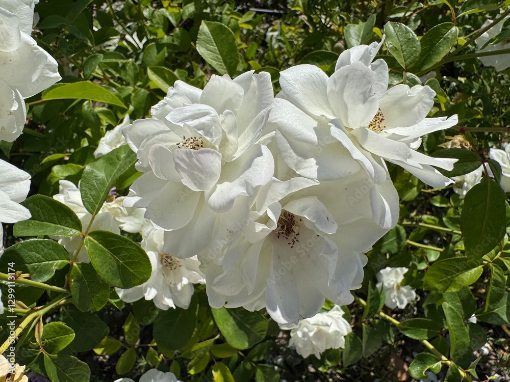 Rosa 'Climbing Iceberg' rose in the garden. Stunning white rose called Iceberg, a floribunda ...