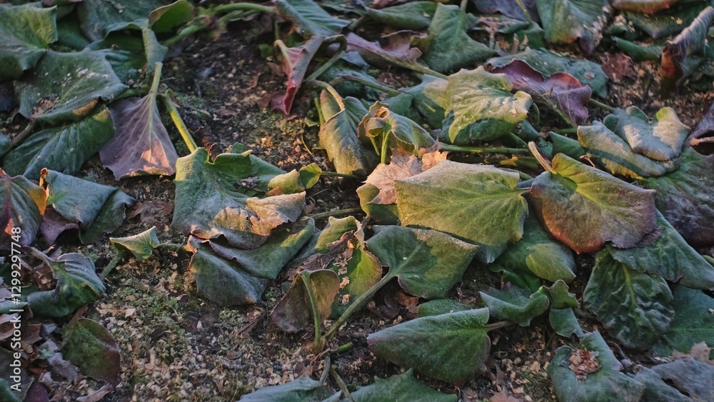 Withered Wilted Plants Damaged by Frost Covered in Hoarfrost Stock ...