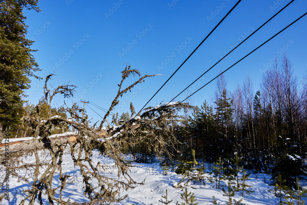 Tree contact compromises high voltage overhead transmission line ...