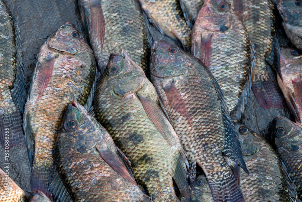 alive tilapia fishes for sale, life tilapia fish in supermarket Stock ...
