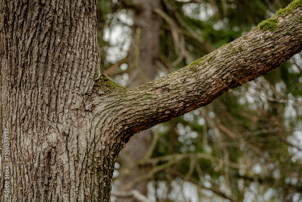 Sturdy tree trunks rise upward, branching into a complex network of ...