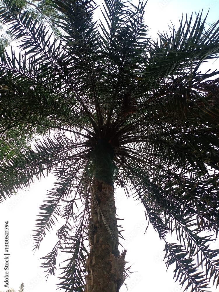 palm tree ,Palm trees on the Heritage Trail in Alula Oasis, Alula ...