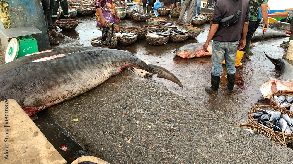 Fins shark Ready Export to china, japan, australia. Hunters are killing ...